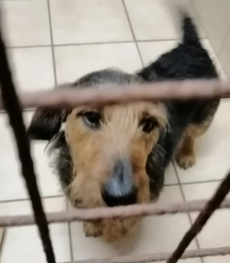 Important! – Darquinn Animal Rescue Association